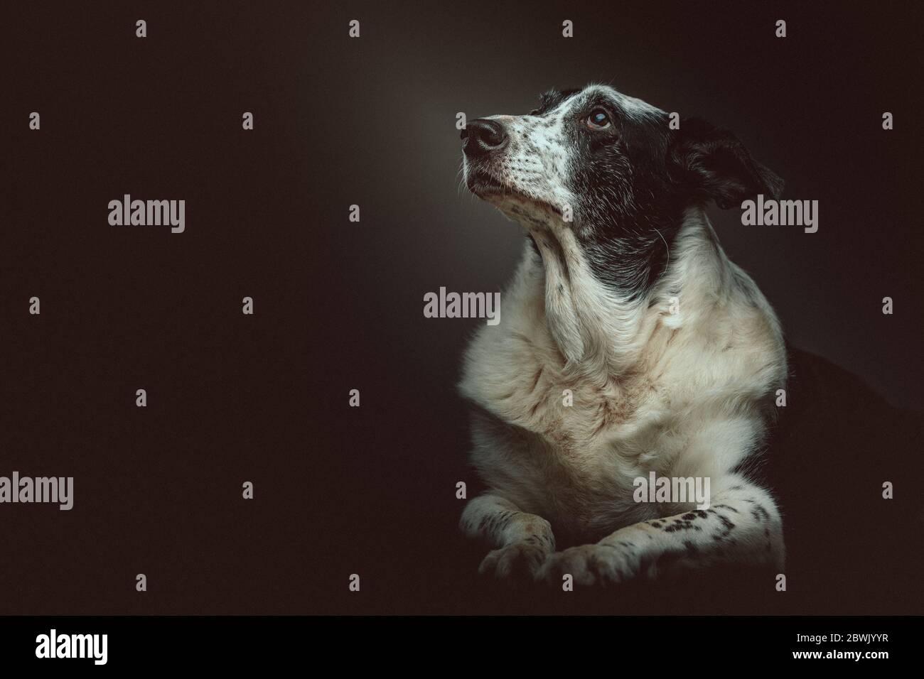 Old sad mixed-breed dog. Studio shot. Moody dark lighting, dark ...