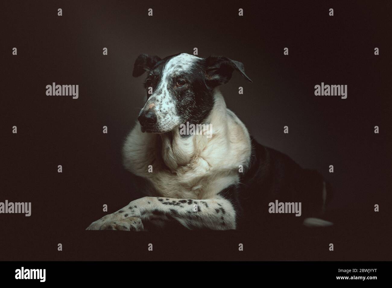 Old sad mixed-breed dog. Studio shot. Moody dark lighting, dark ...