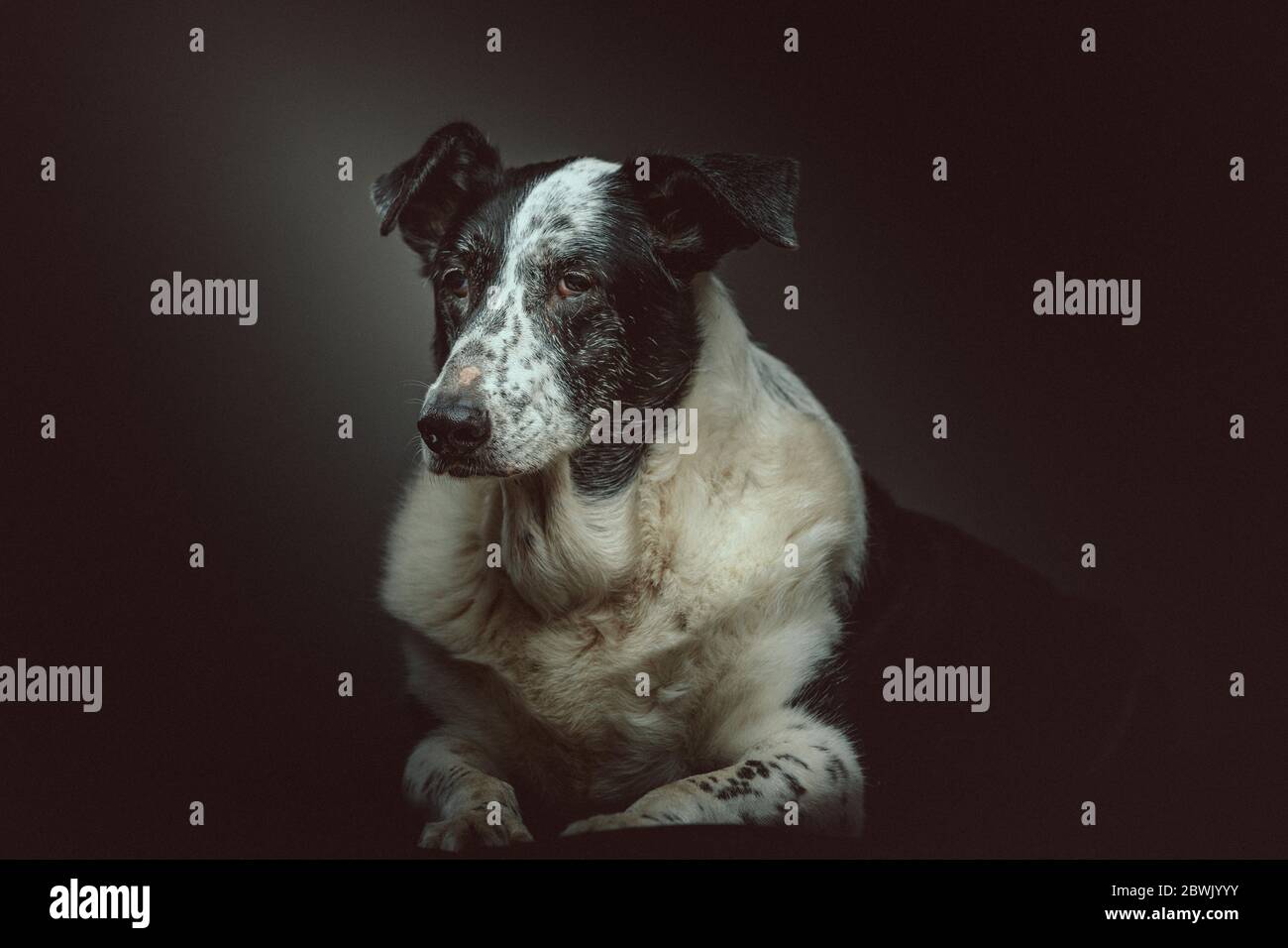 Old sad mixed-breed dog. Studio shot. Moody dark lighting, dark ...