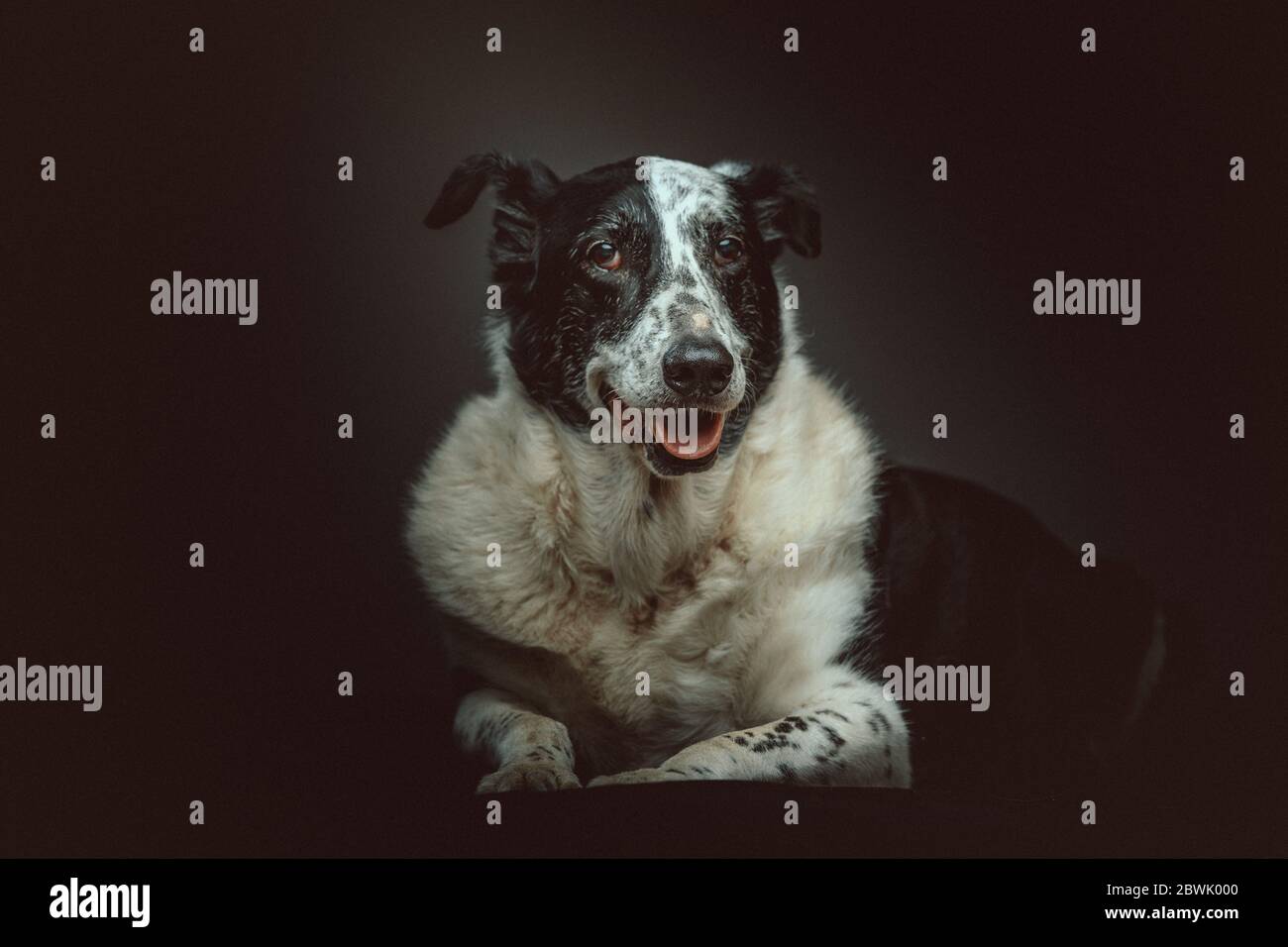 Old sad mixed-breed dog. Studio shot. Moody dark lighting, dark ...