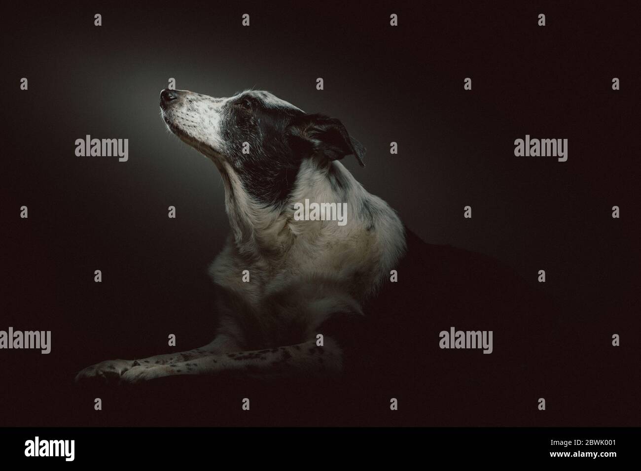 Old sad mixed-breed dog. Studio shot. Moody dark lighting, dark ...