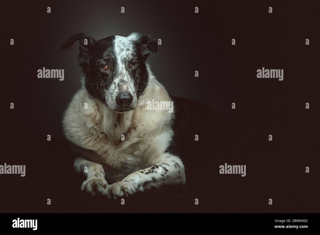 Old sad mixed-breed dog. Studio shot. Moody dark lighting, dark ...