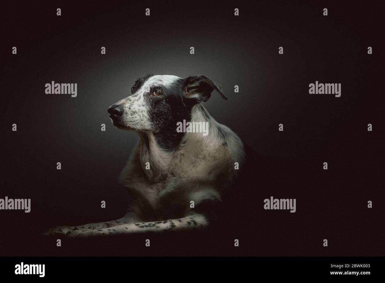 Old sad mixed-breed dog. Studio shot. Moody dark lighting, dark ...