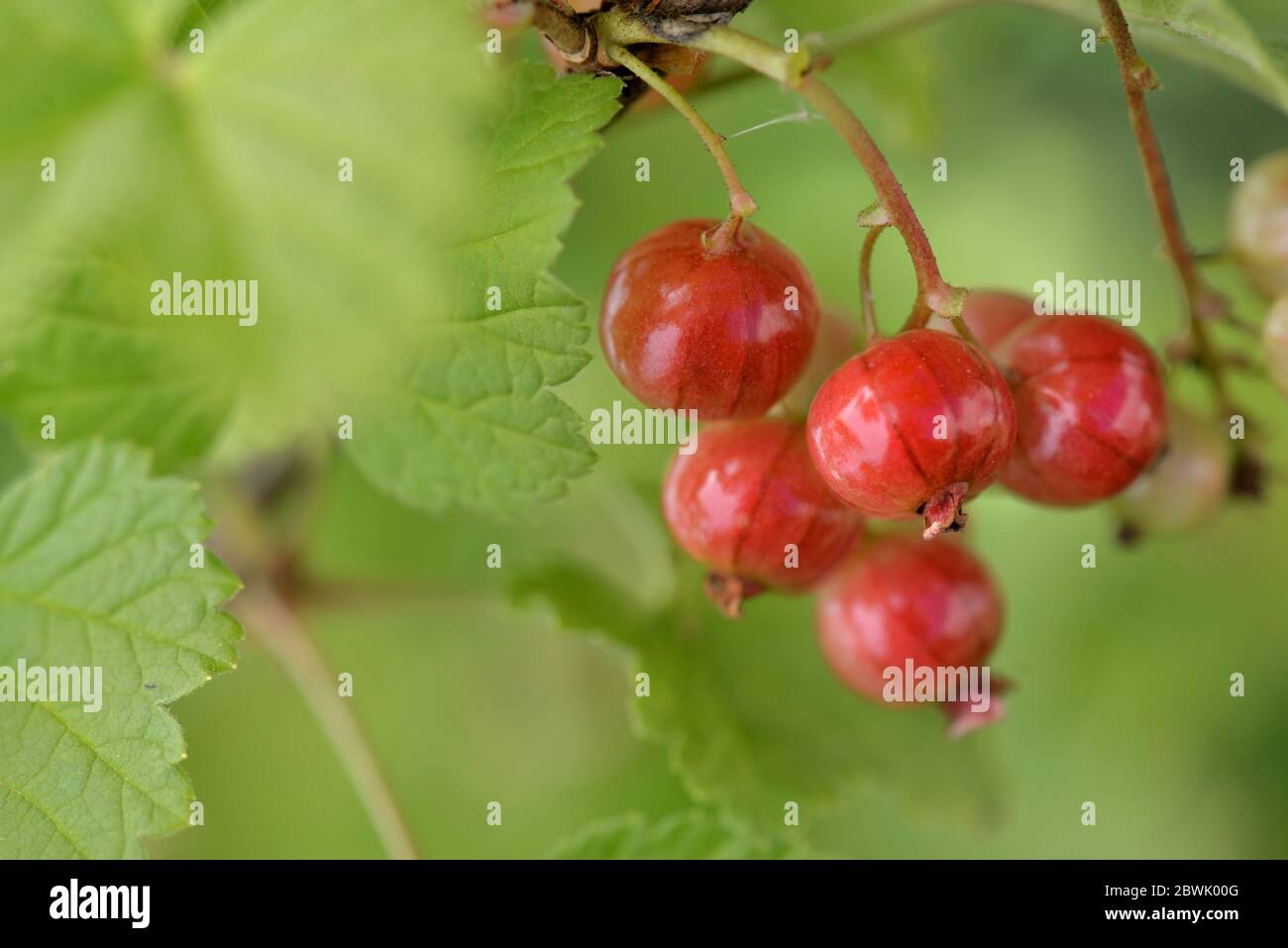 closeup on bunch of red currant growing on green background Stock Photo ...