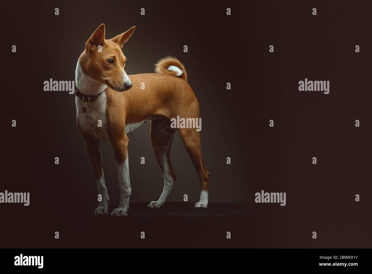 Cute Basenji Terrier Dog. Studio shot. Moody dark lighting, dark ...