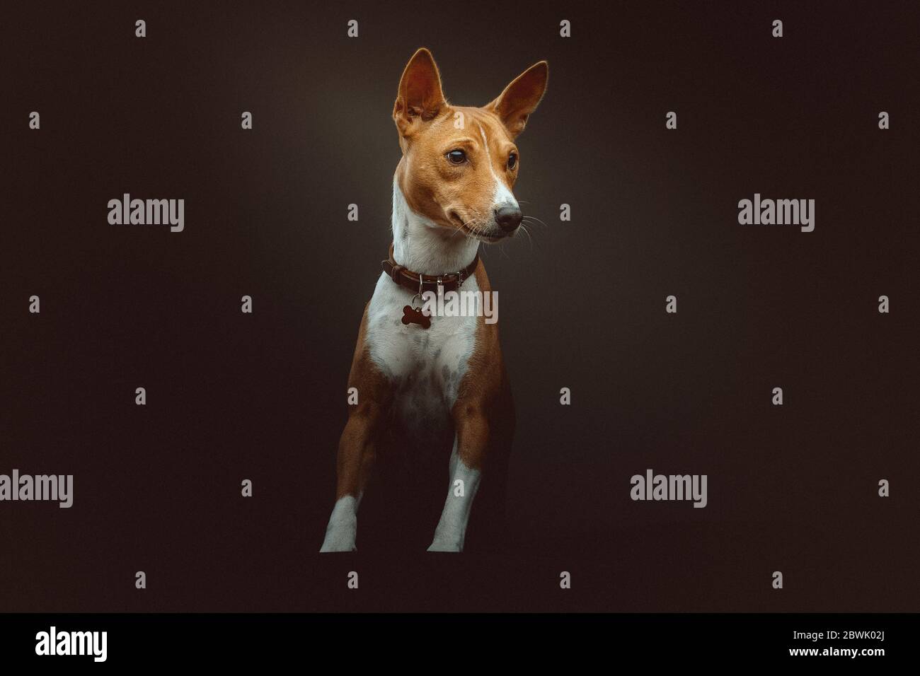 Studio shot purebred basenji hi-res stock photography and images - Alamy