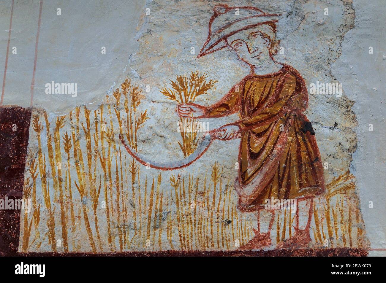 Harvesting a cereal crop by hand using a curved sickle. Detail of ...