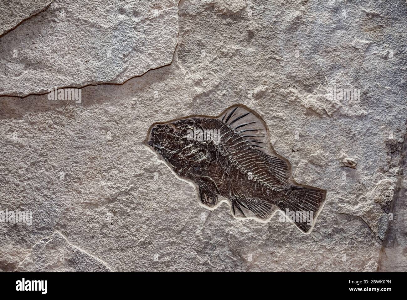 fossil fish in stone Stock Photo - Alamy