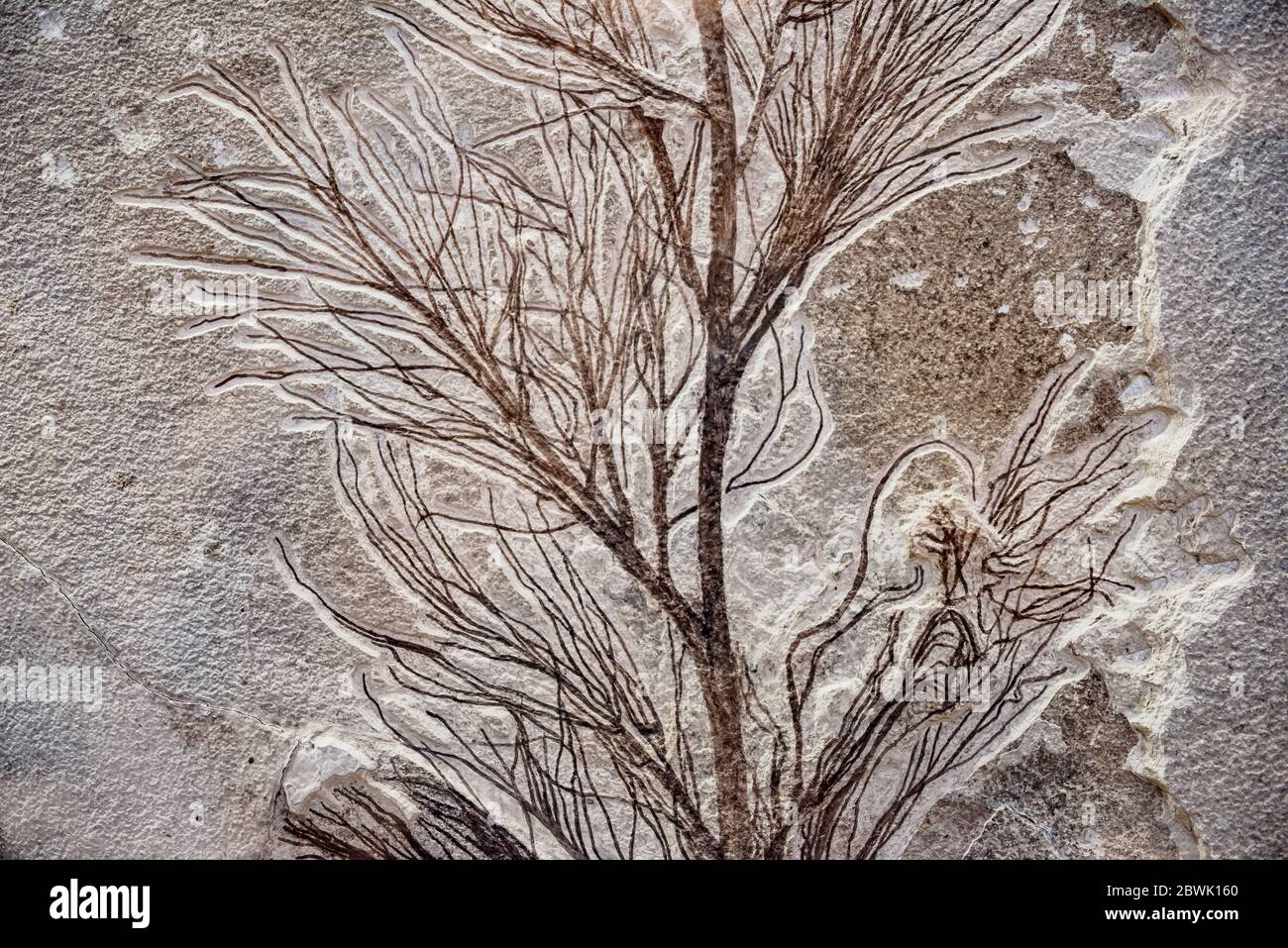 Ancient Plant Fossils