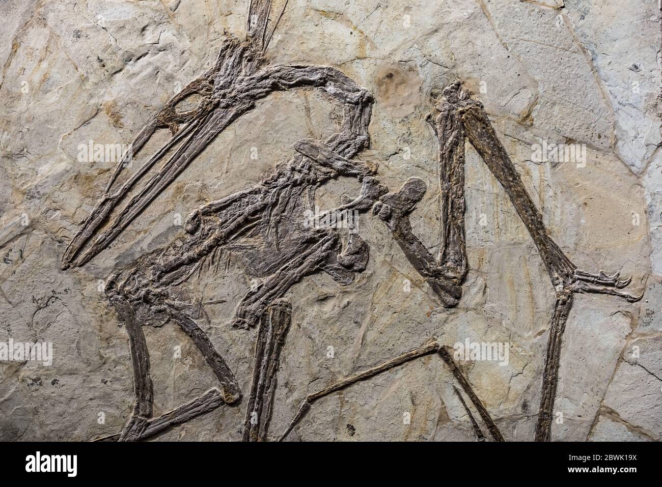 Paleontologist dinosaur skeleton hi-res stock photography and images ...