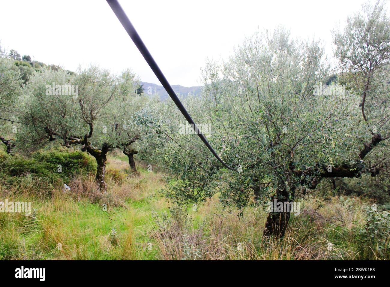 Irrigation system in olive grove in Messinia, Greece Stock Photo - Alamy