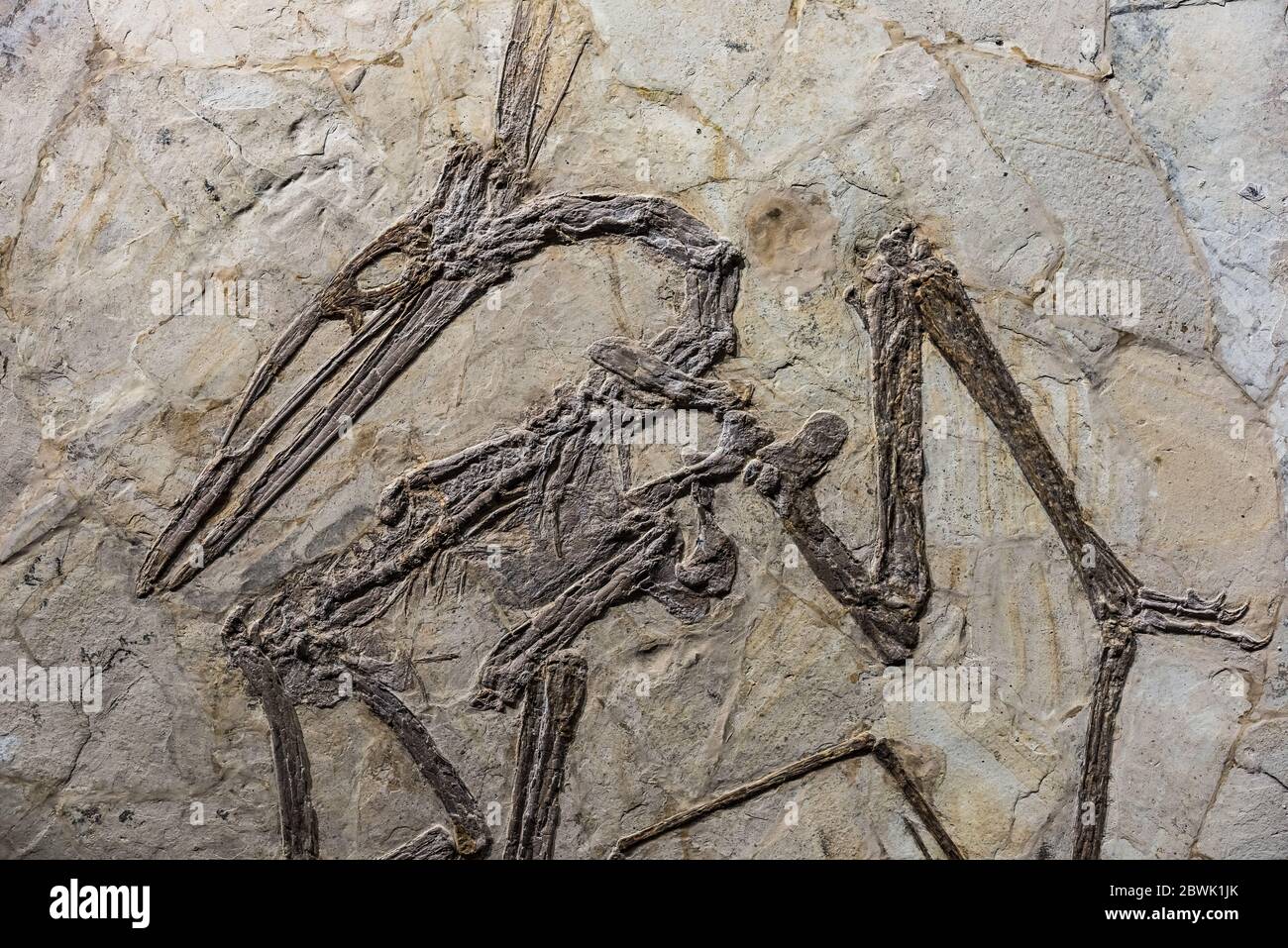 Geologic time scale hi-res stock photography and images - Alamy