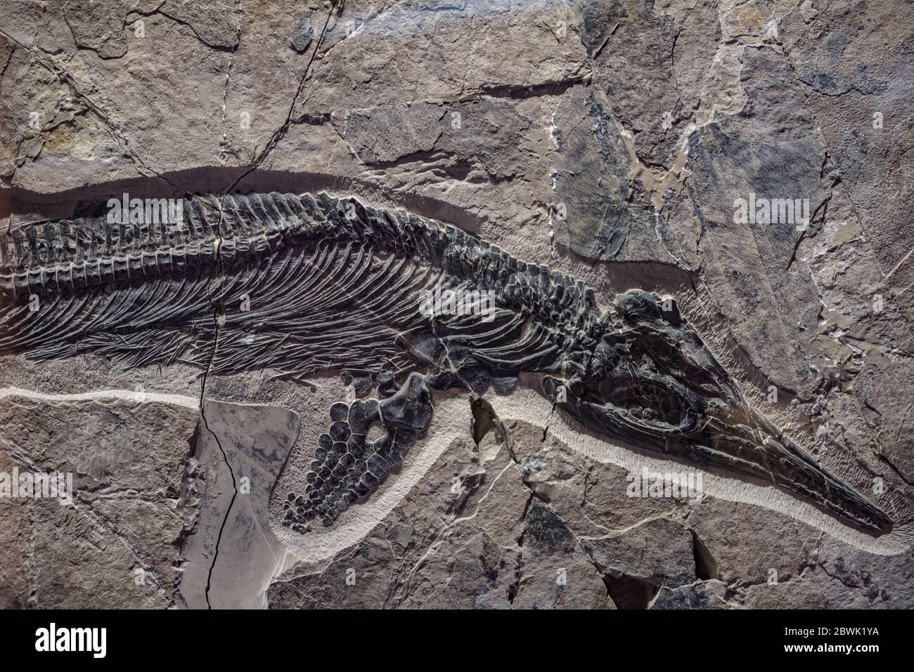 Geologic time scale hi-res stock photography and images - Alamy