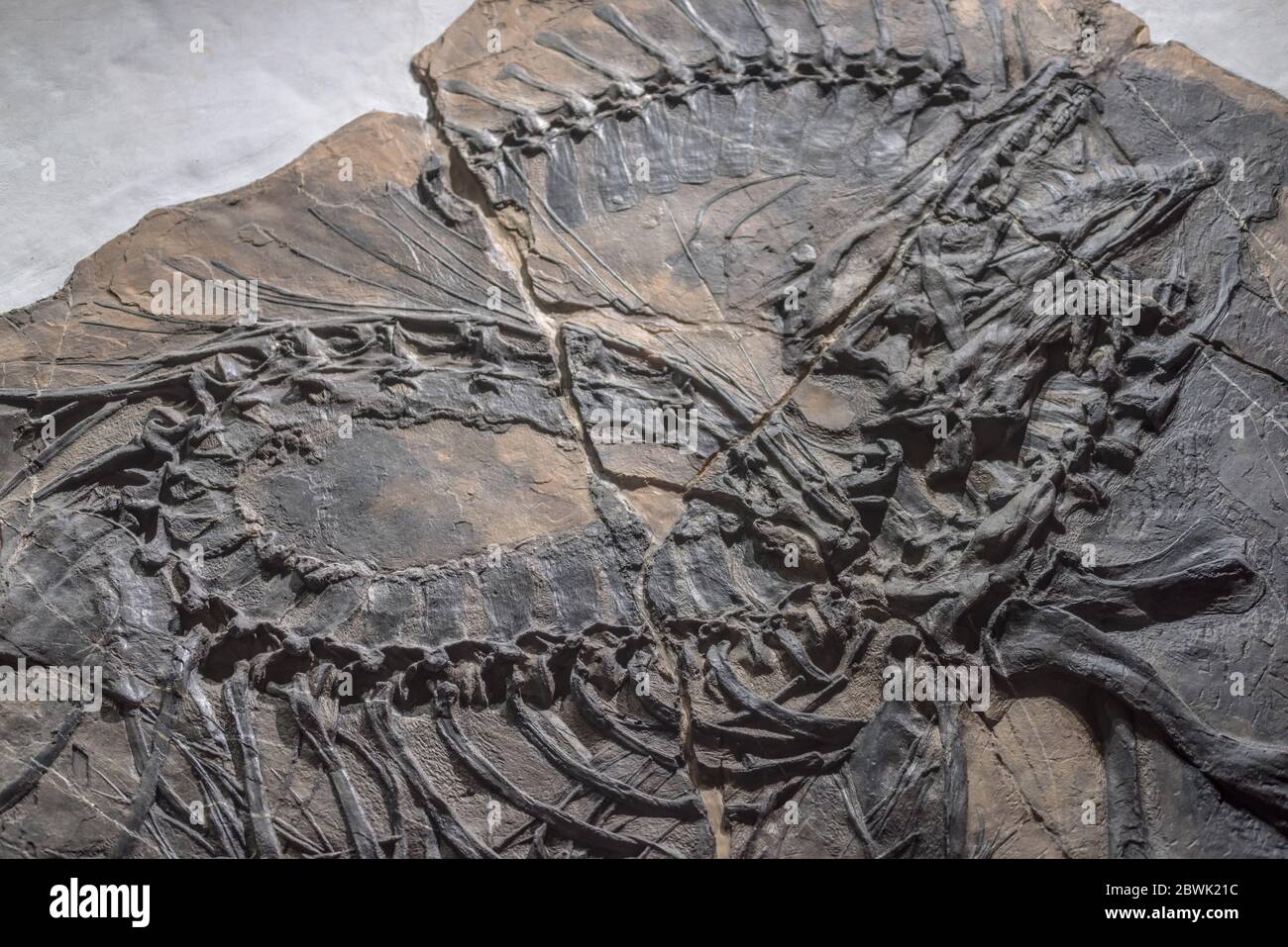 Dinosaur fossil in rock Stock Photo - Alamy