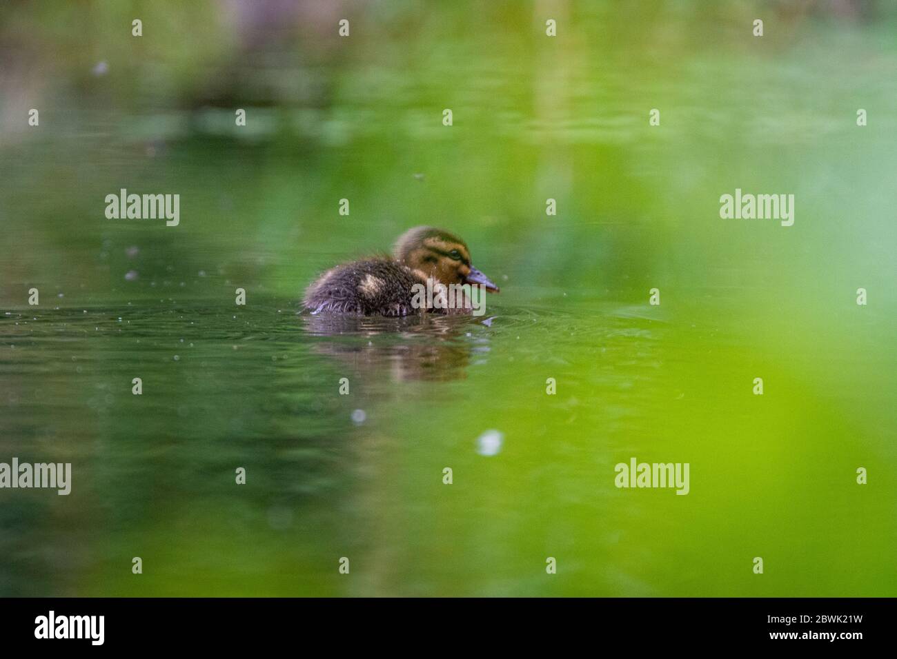 Young mallard in forrest hi-res stock photography and images - Alamy