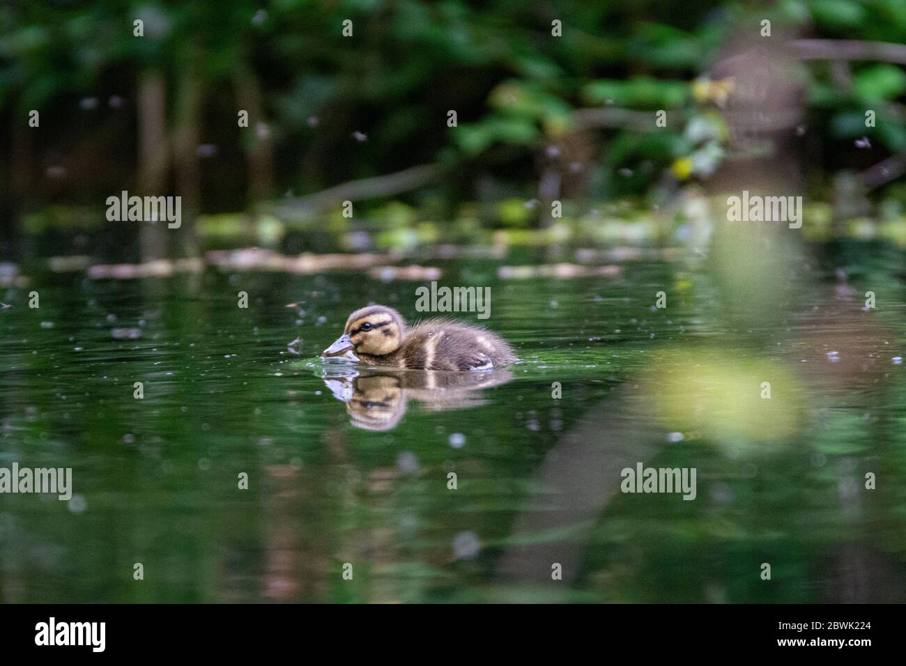 Young mallard in forrest hi-res stock photography and images - Alamy