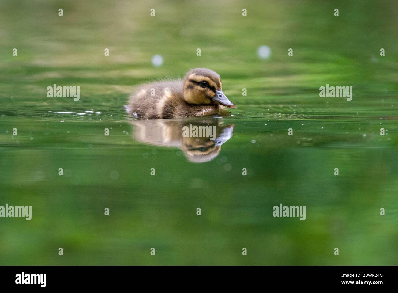 Young mallard in forrest hi-res stock photography and images - Alamy