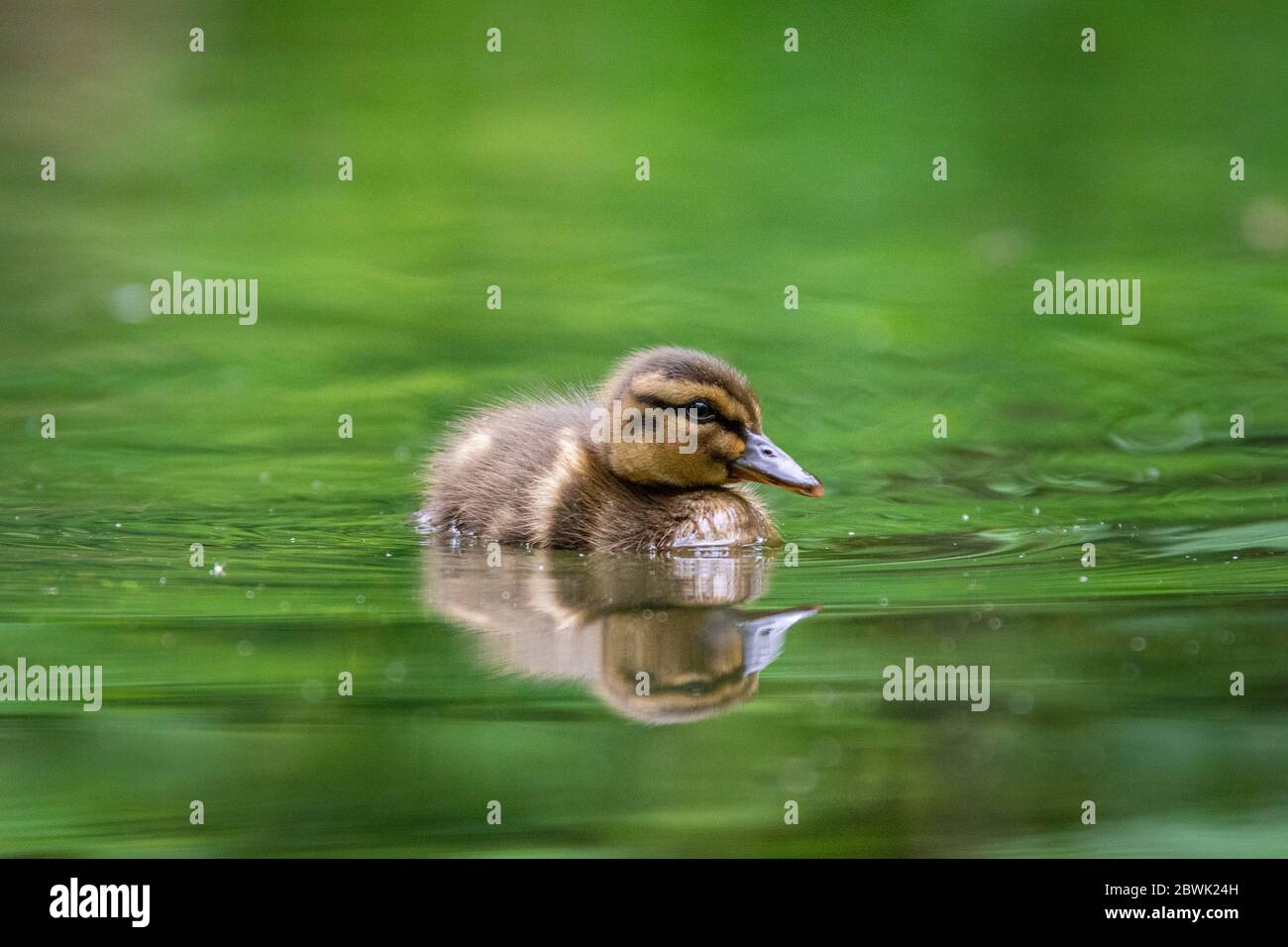 Young mallard in forrest hi-res stock photography and images - Alamy