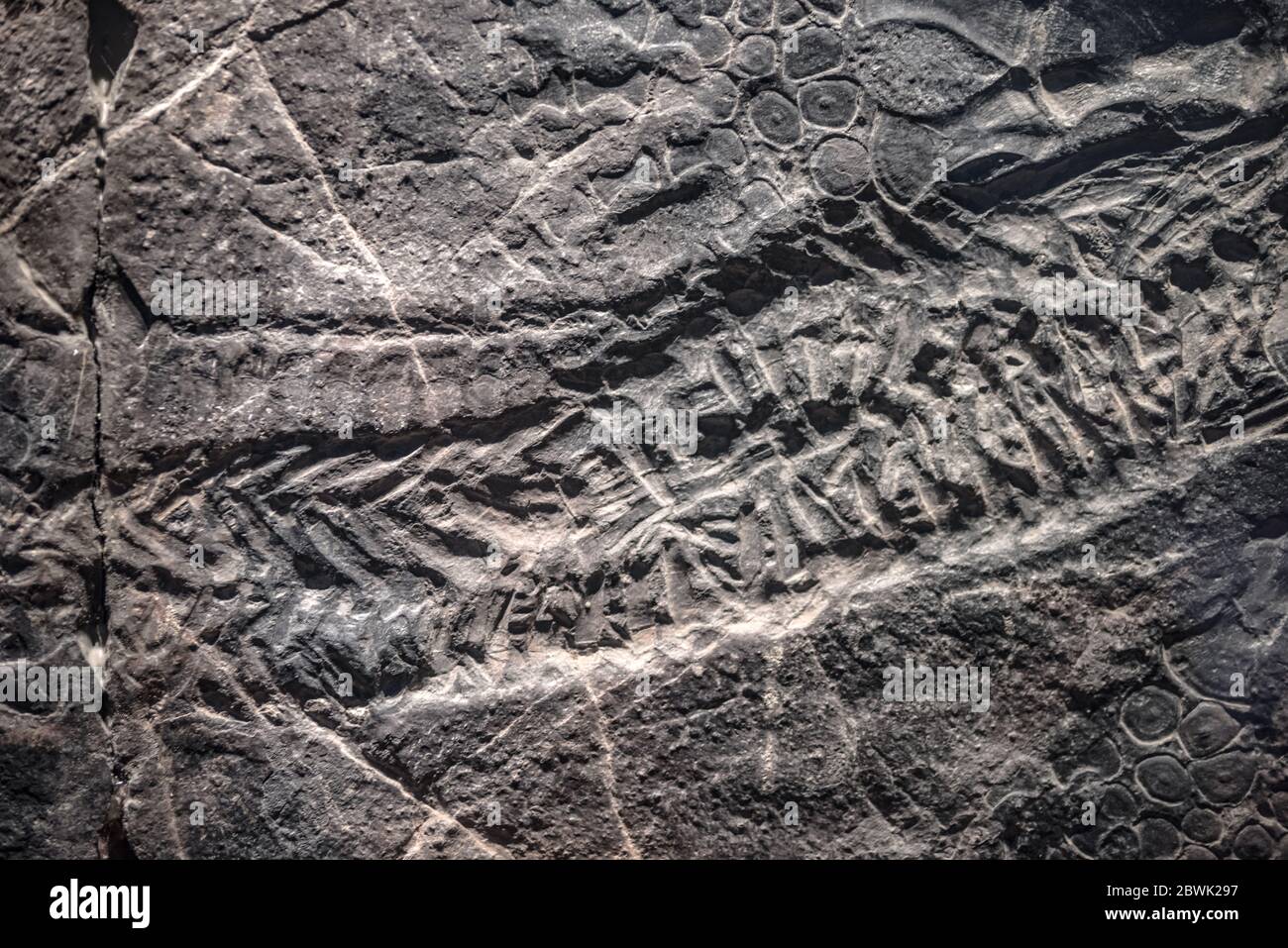 Dinosaur fossil in rock Stock Photo - Alamy