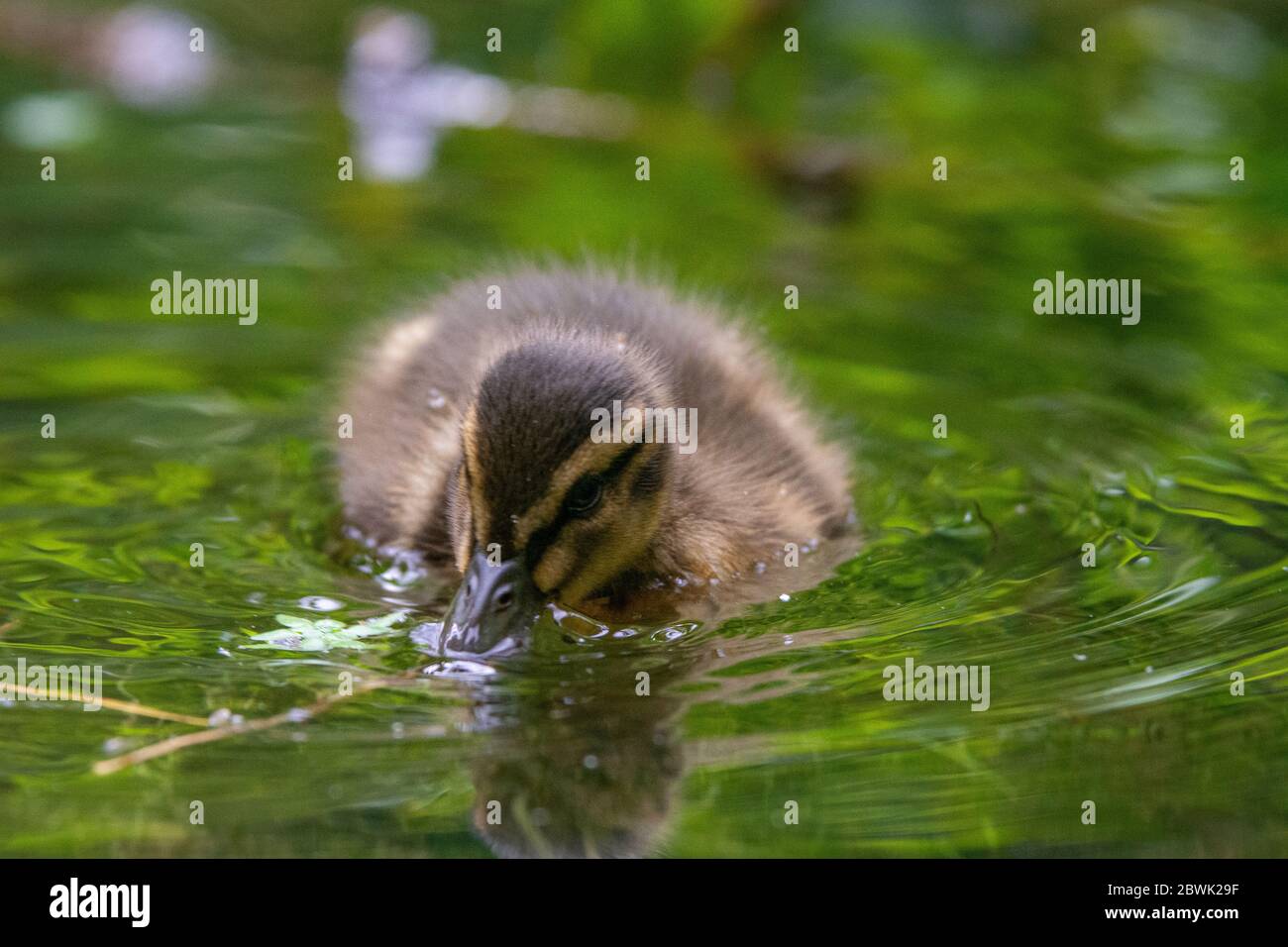 Young mallard in forrest hi-res stock photography and images - Alamy