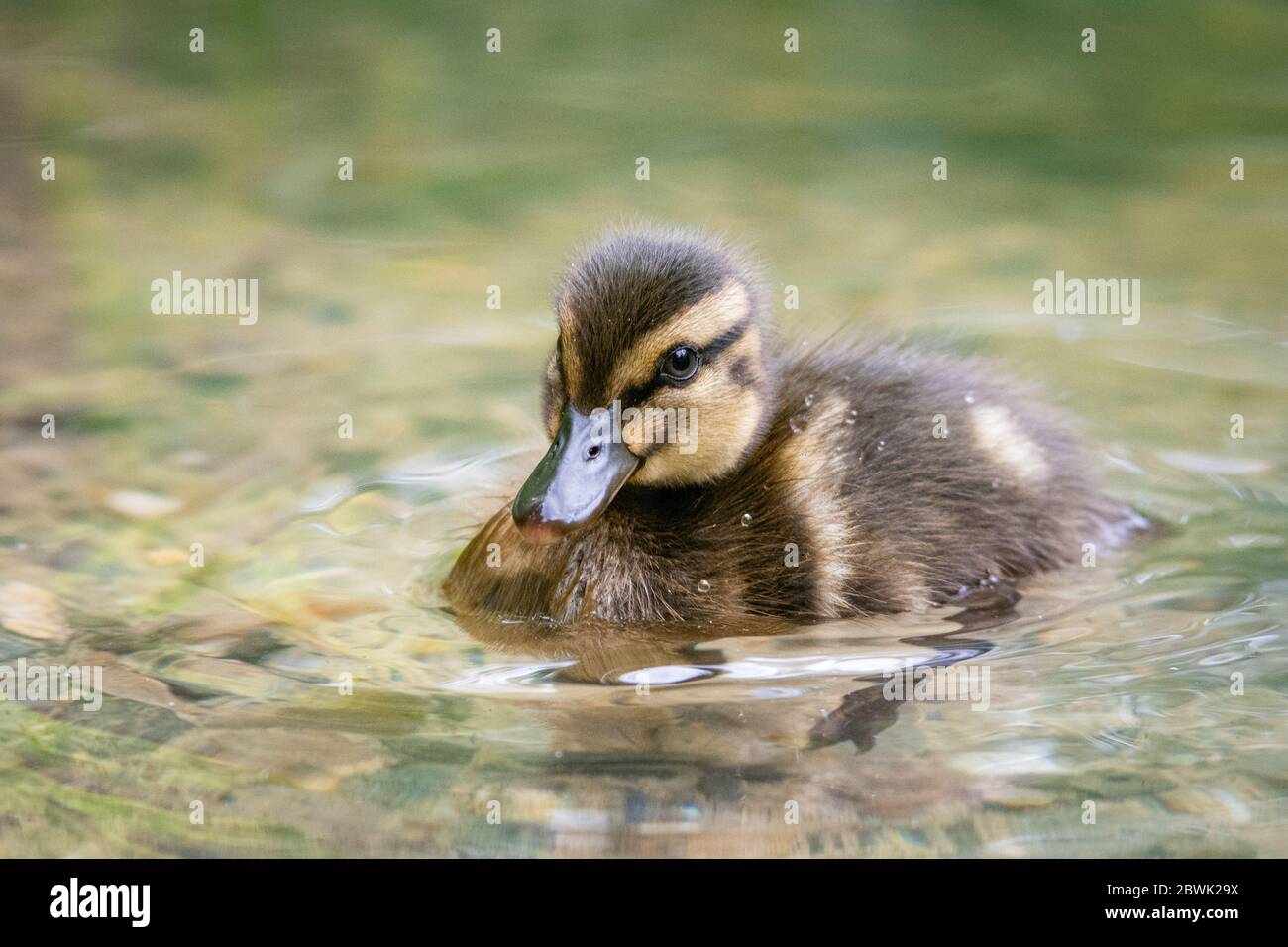 Young mallard in forrest hi-res stock photography and images - Alamy