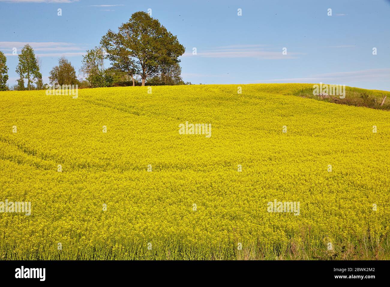 Blooming rapeseed field. Sweden, Södermanland Stock Photo - Alamy