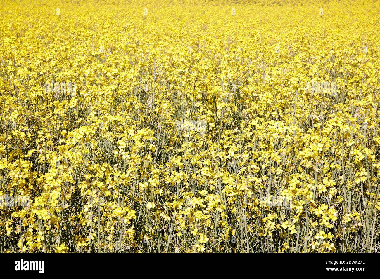 Field blooming rapeseed hi-res stock photography and images - Alamy