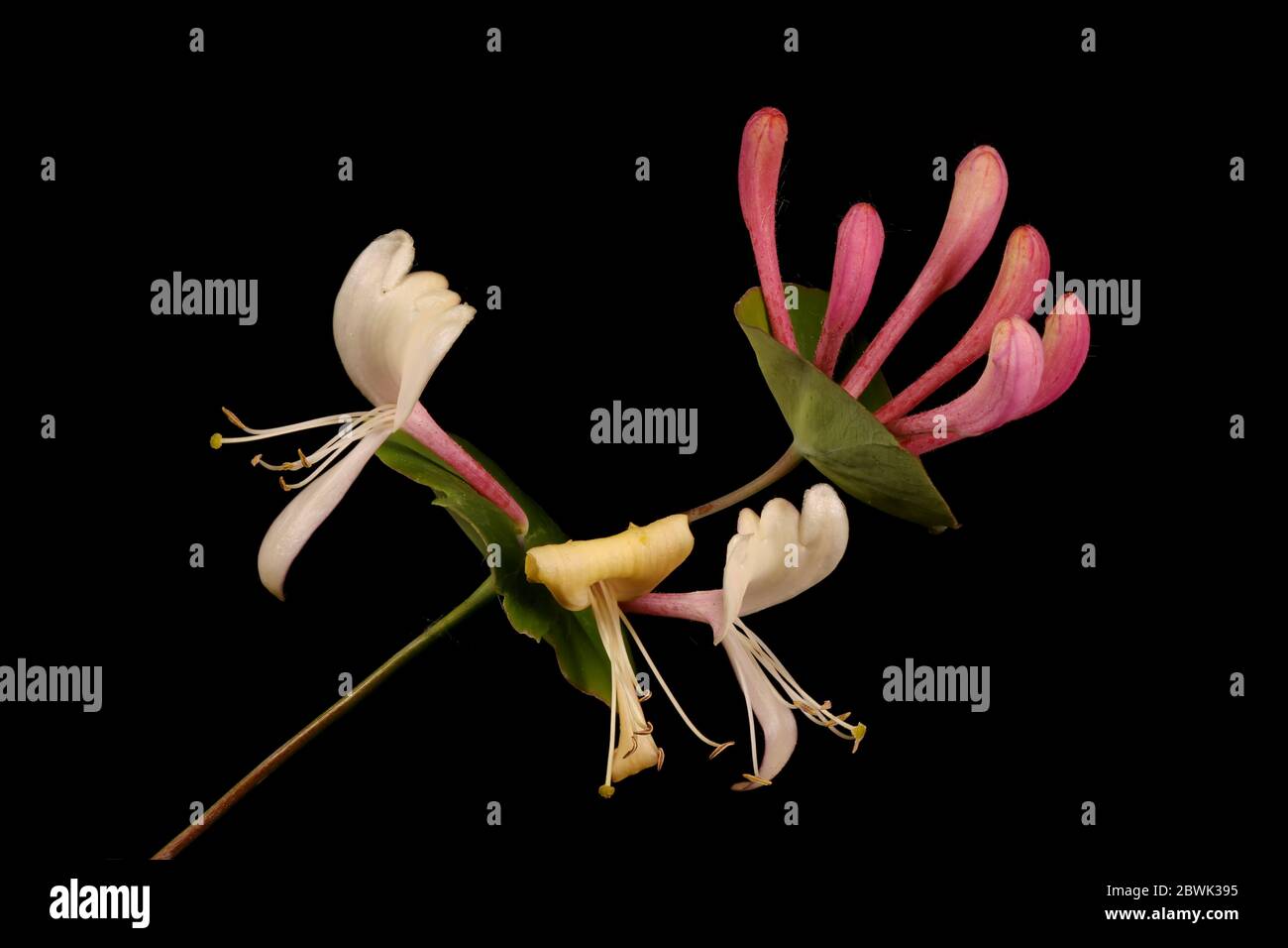 Perfoliate Honeysuckle Lonicera Caprifolium High Resolution Stock ...