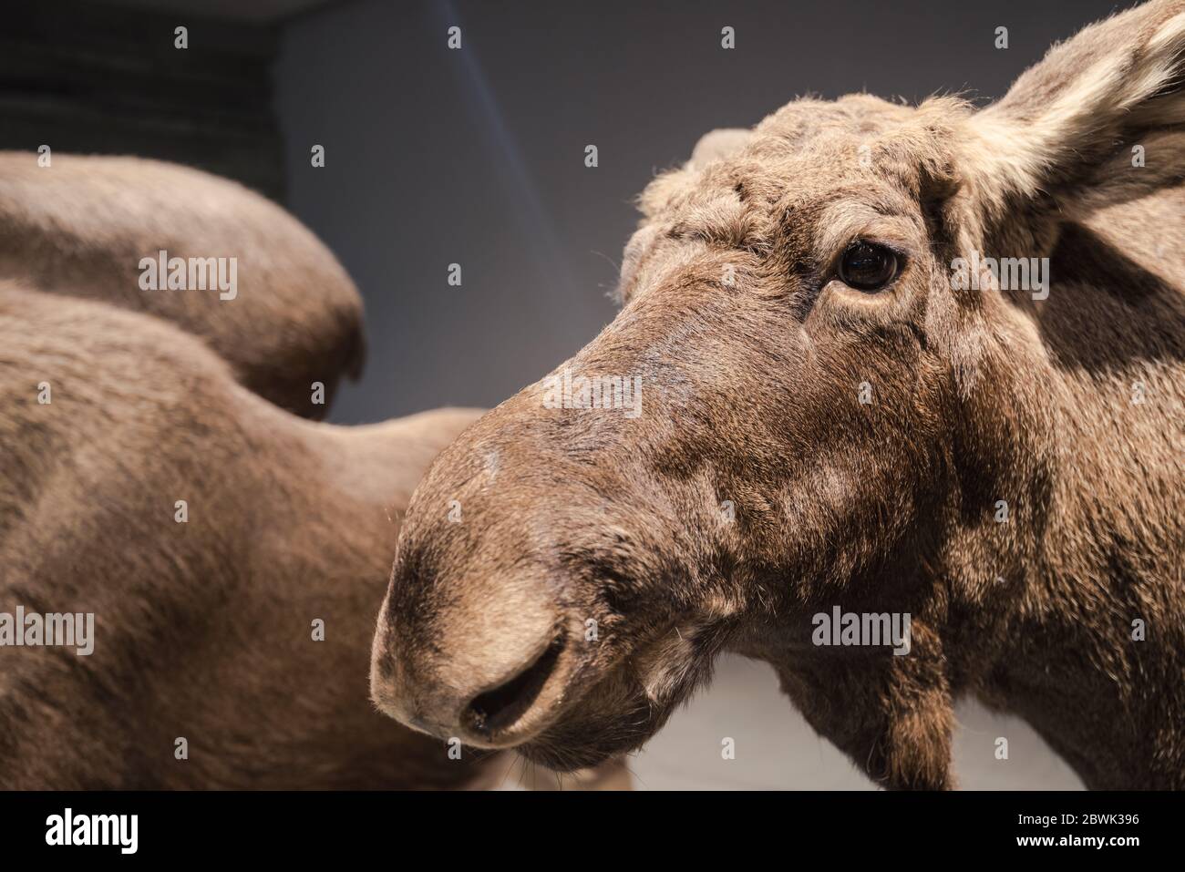stuffed moose cub Stock Photo - Alamy