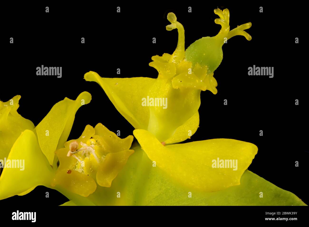 Cyathium inflorescence hi-res stock photography and images - Alamy