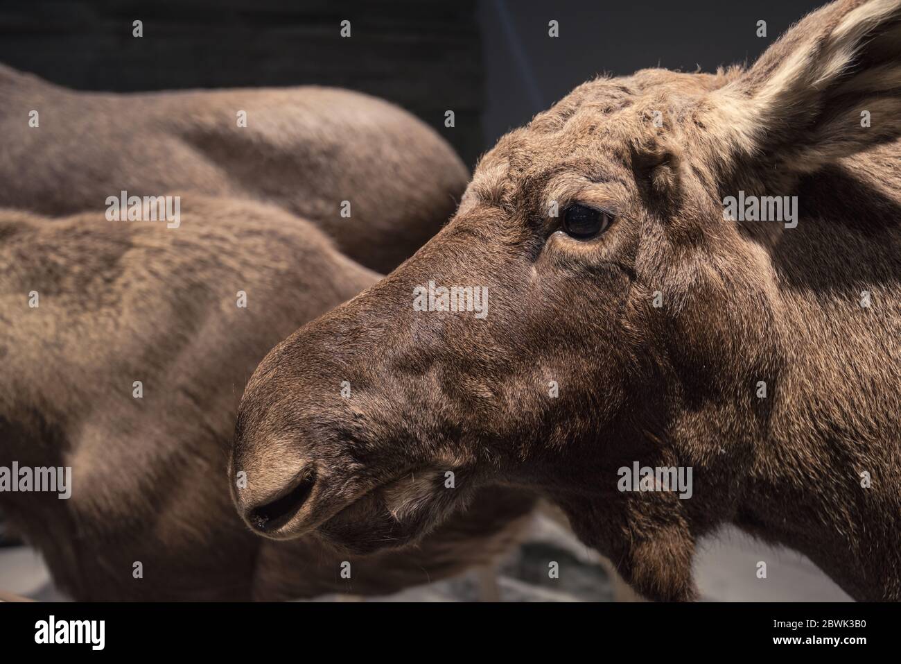 stuffed moose cub Stock Photo - Alamy