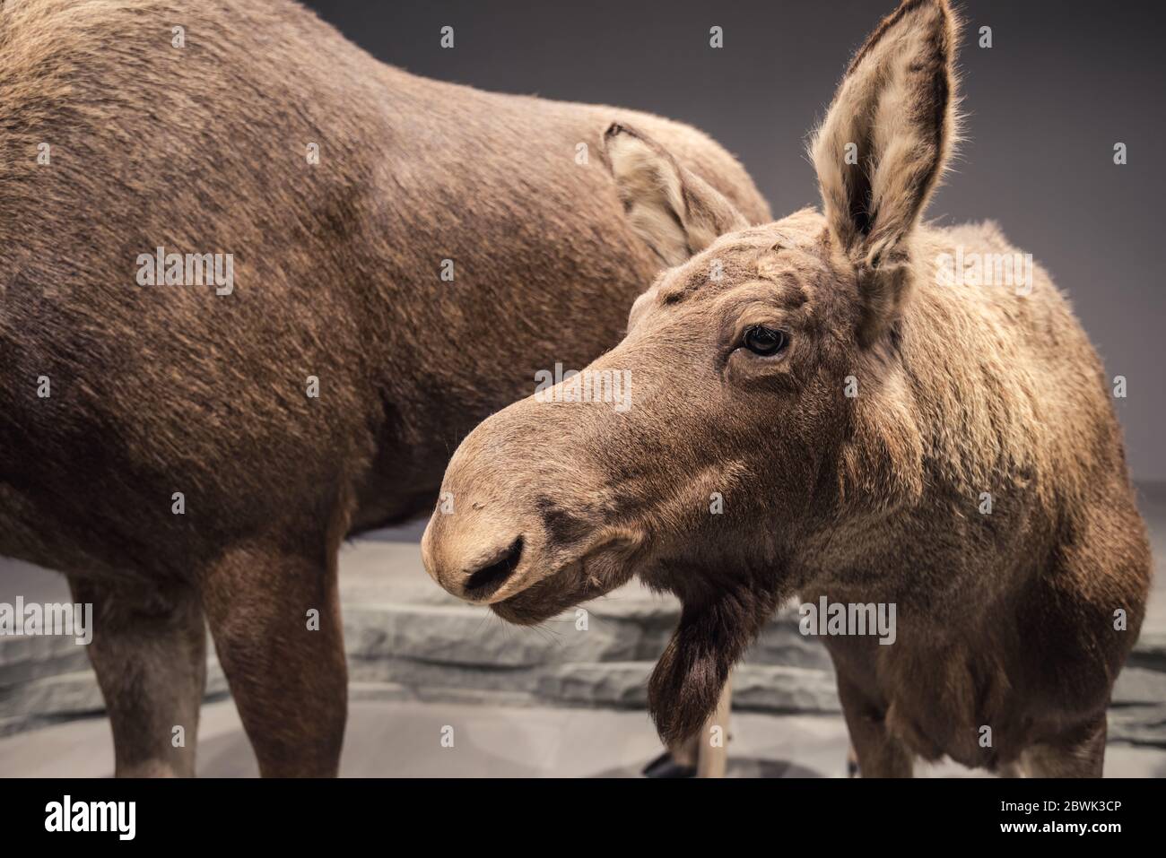 stuffed moose cub Stock Photo - Alamy