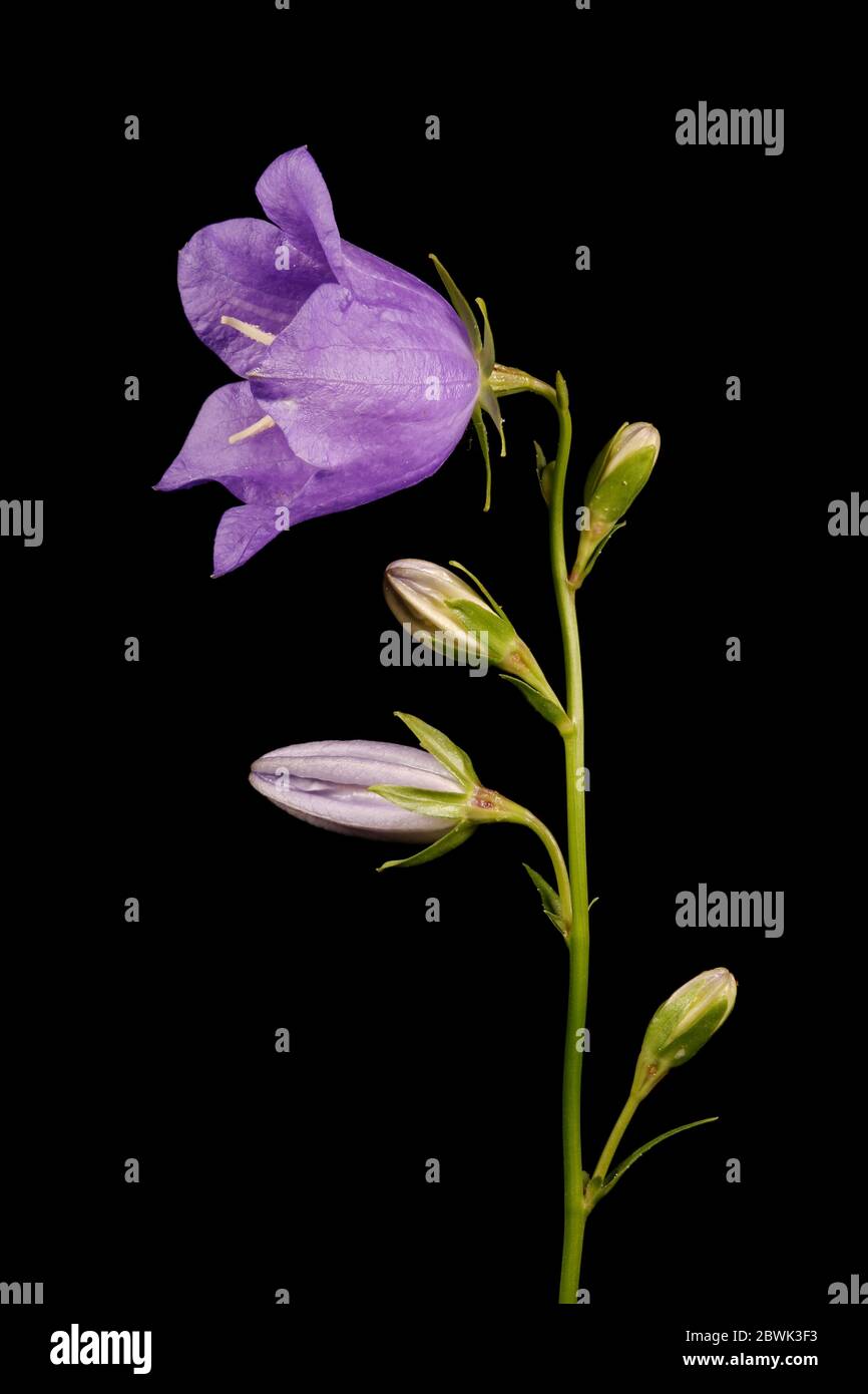 Peach-Leaved Bellflower (Campanula persicifolia). Inflorescence Closeup ...