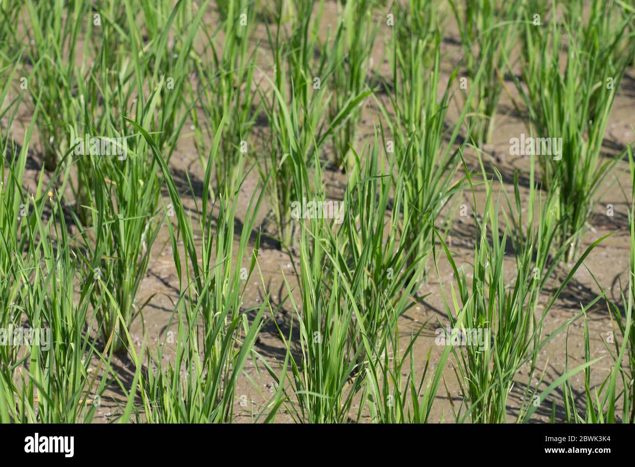 Rice plant Bali Indonesia Growing Stock Photo - Alamy