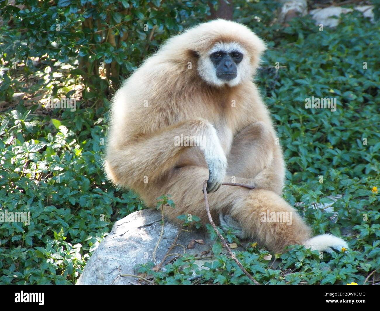 Monkey Gibbons at dawn Stock Photo - Alamy