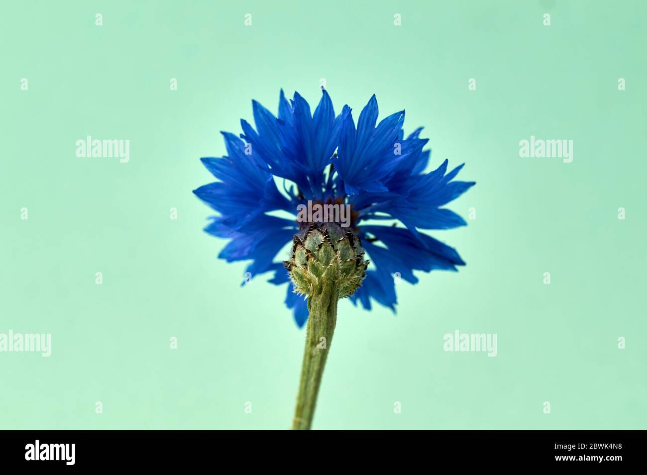 Isolated image of a cornflower. Scientific name Cyanus segetum, which ...