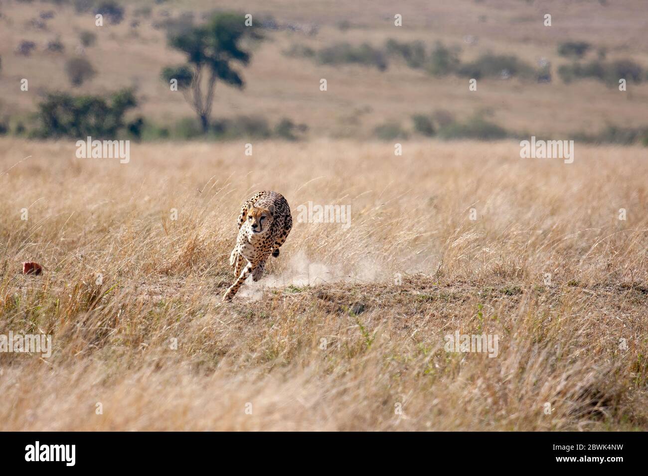 Cheetah at full speed, running towards the camera on the savannah Stock ...
