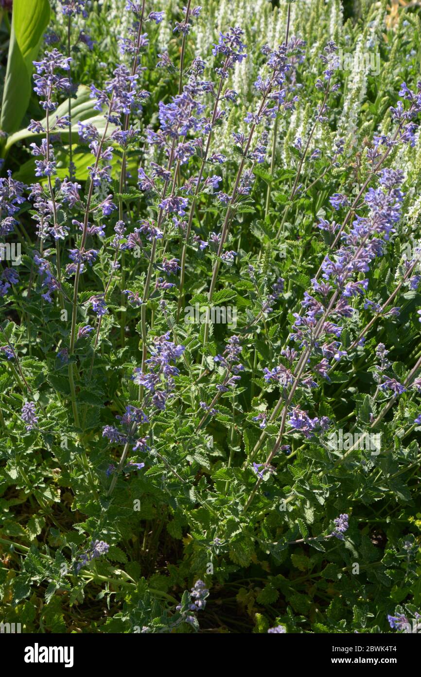 nepeta catmint in full bloom with small blue flowers Stock Photo - Alamy