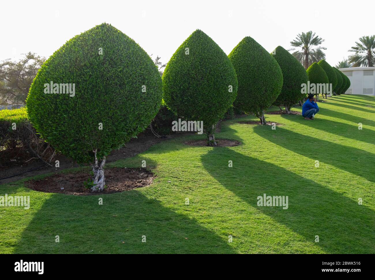 Row of oval shaped trees in Muscat, Sultanate of Oman Stock Photo - Alamy