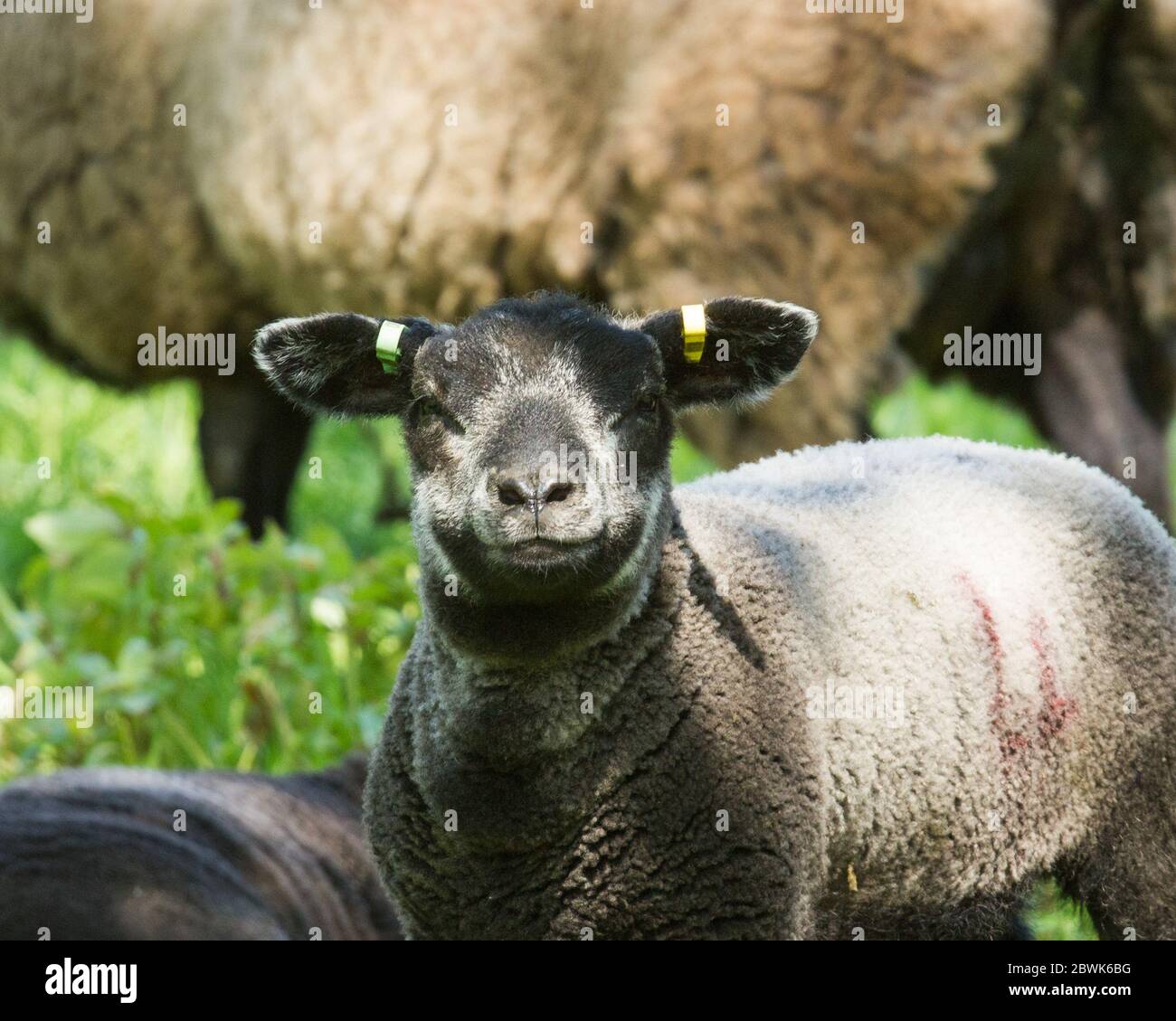 Lamb among the grass, Cute face Smile Derbyshire UK Stock Photo - Alamy