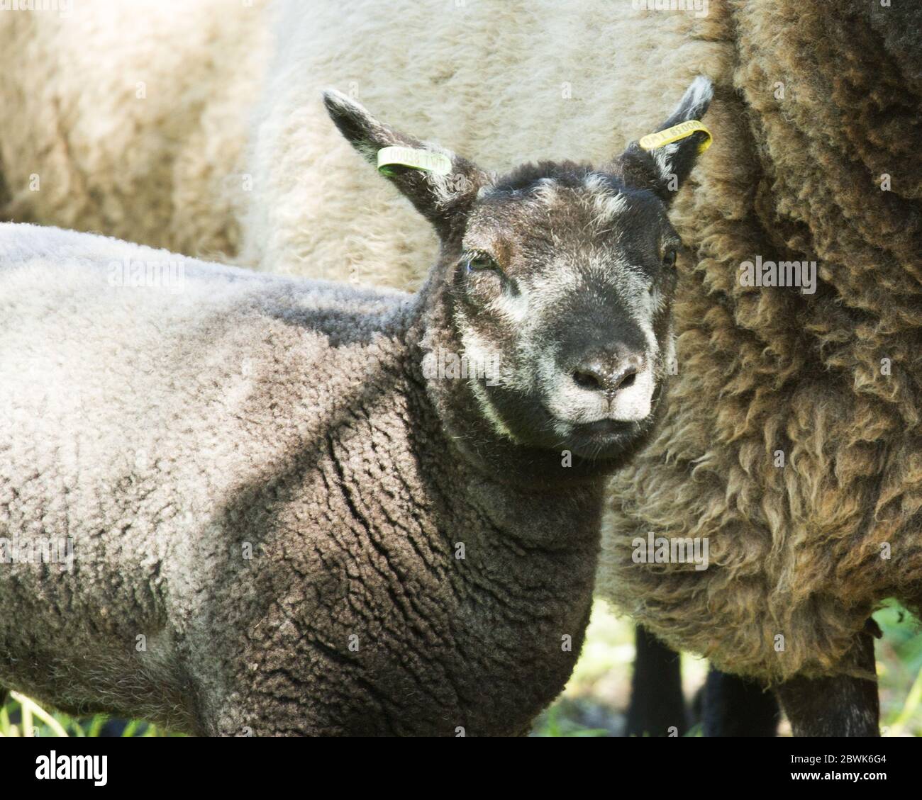 Cheeky smile lamb hi-res stock photography and images - Alamy