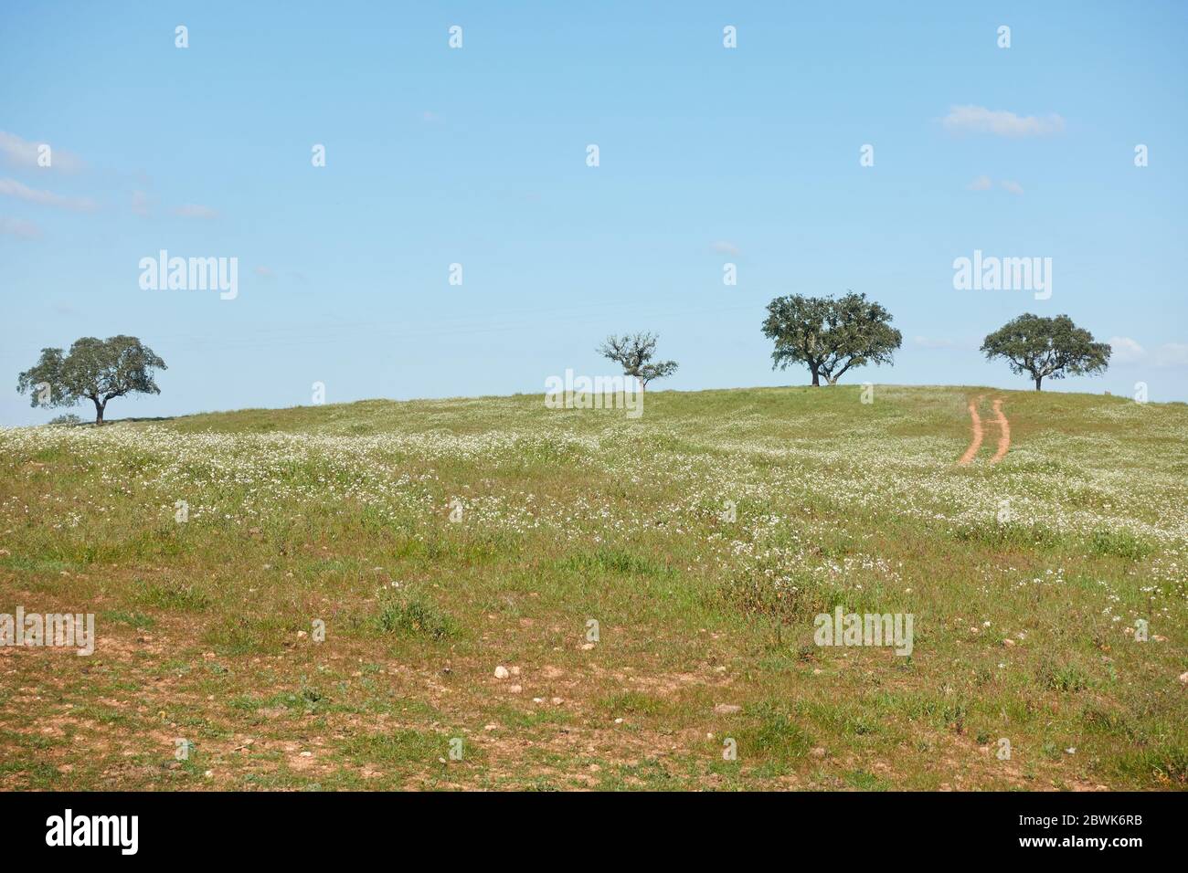 Alentejo landscape with olive trees and cork oak trees with white and ...