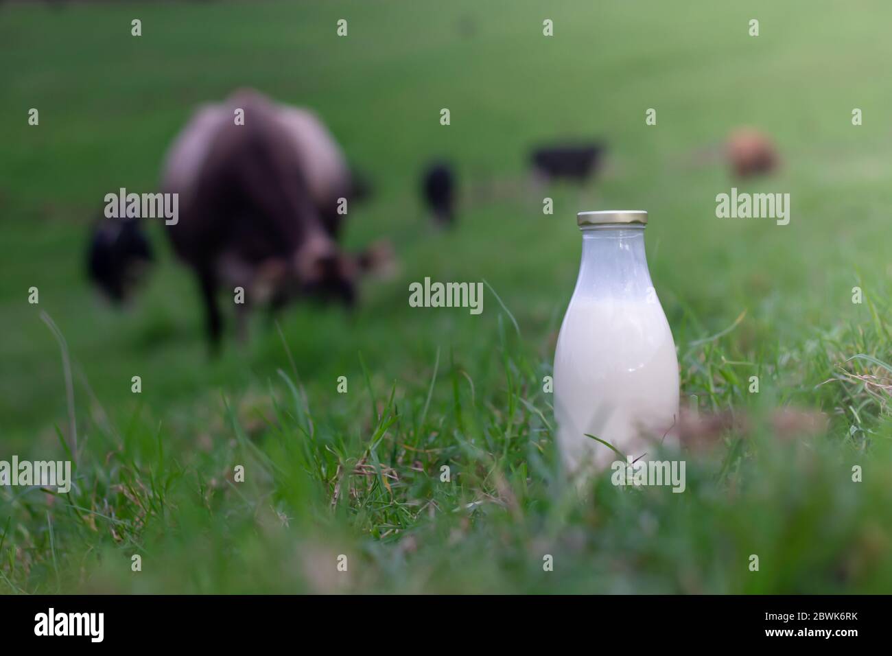 A bottle of fresh milk with a farm in the background Stock Photo - Alamy