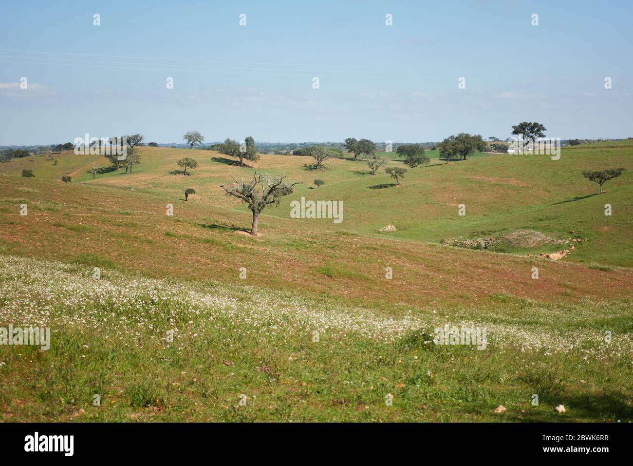 Alentejo landscape with olive trees and cork oak trees with white and ...