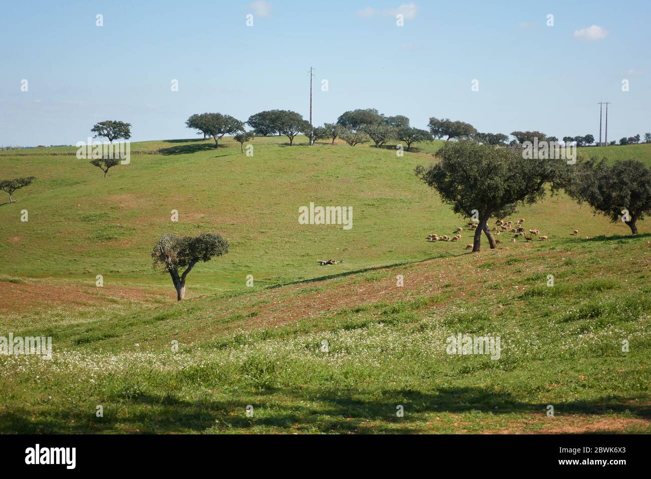 Alentejo landscape with olive trees and cork oak trees with white and ...