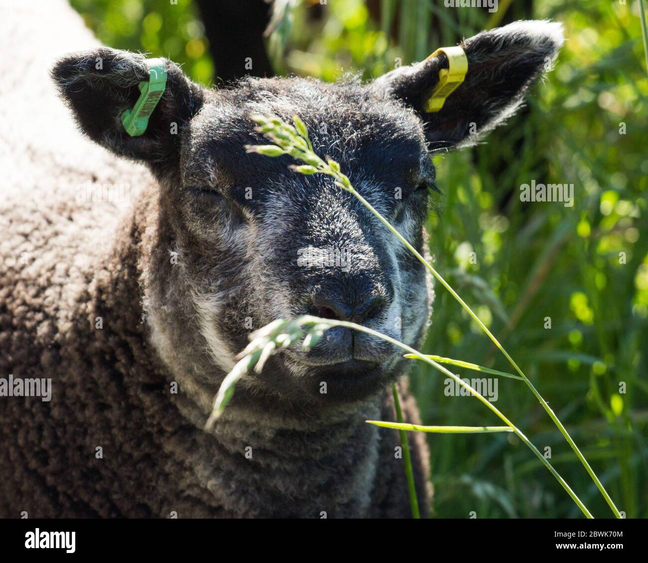 Cheeky smile lamb hi-res stock photography and images - Alamy