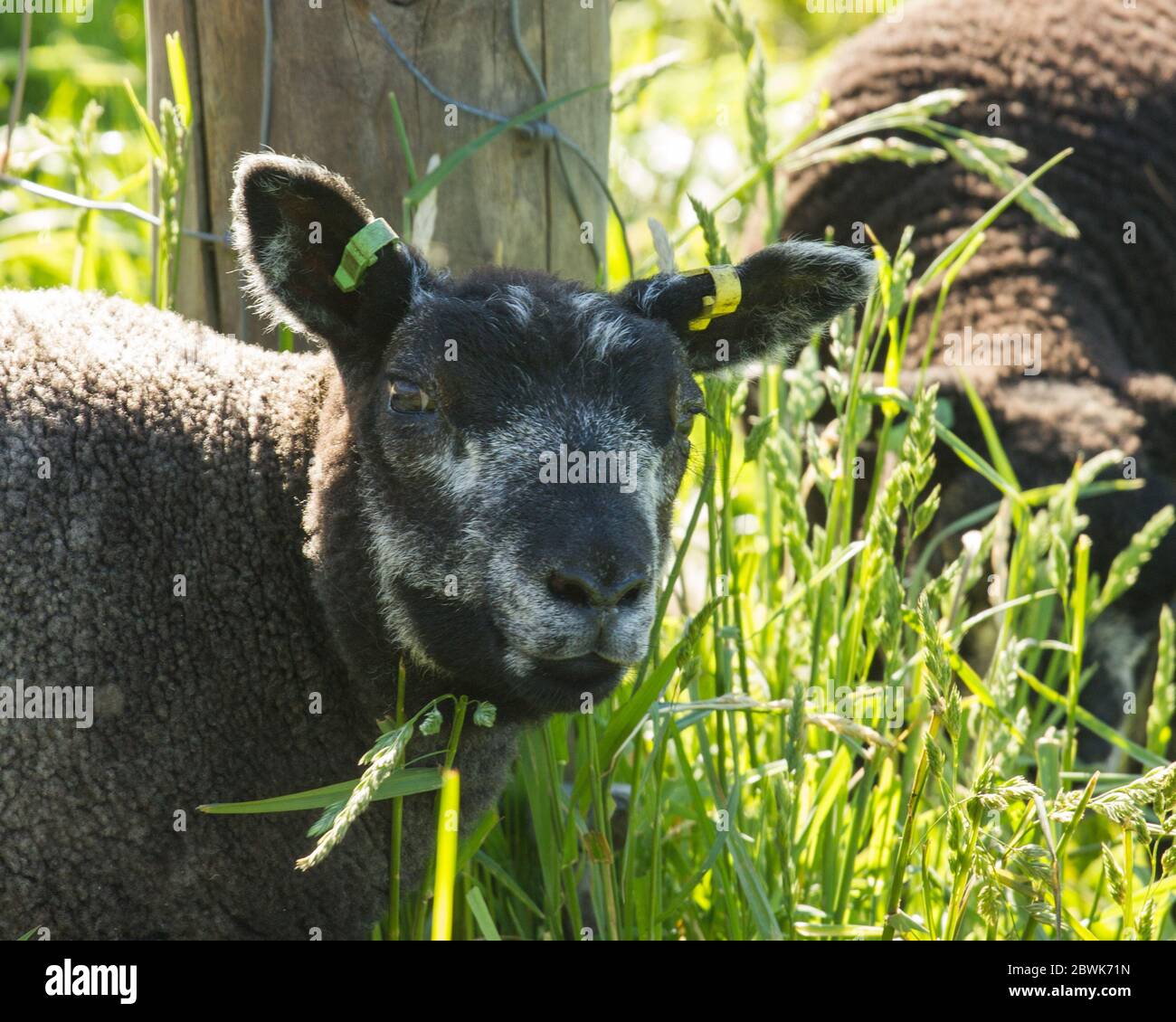 Cheeky smile lamb hi-res stock photography and images - Alamy