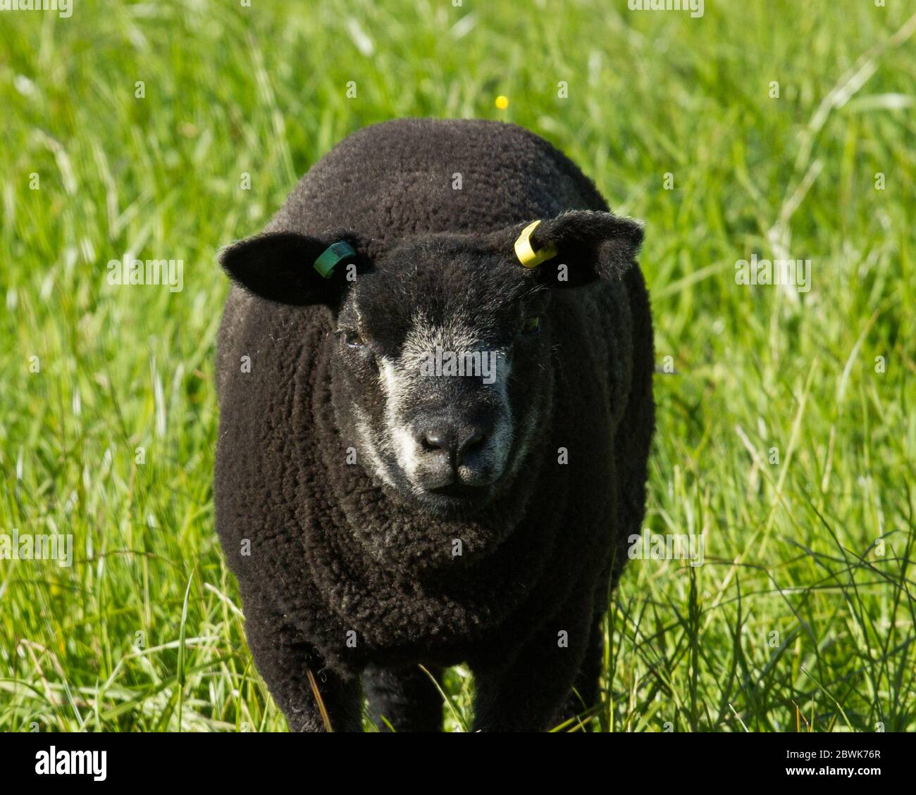 Cheeky smile lamb hi-res stock photography and images - Alamy