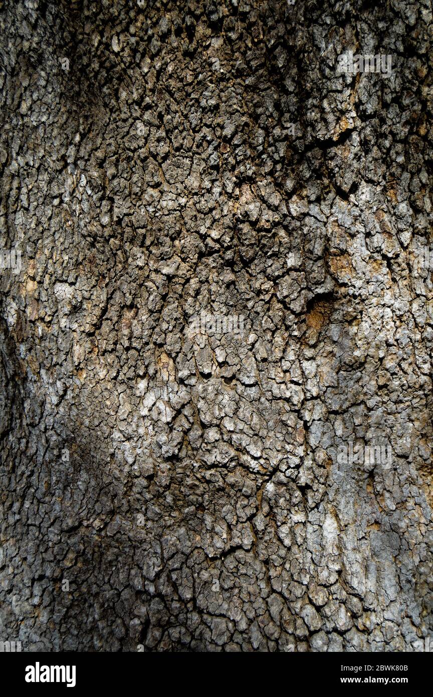 Old tree bark texture detail, background bark texture close up Stock ...