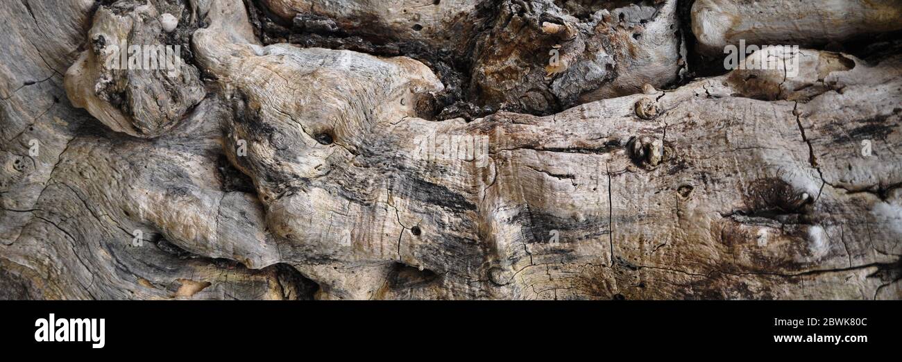 Grey color old bark texture detail, background bark texture close up ...